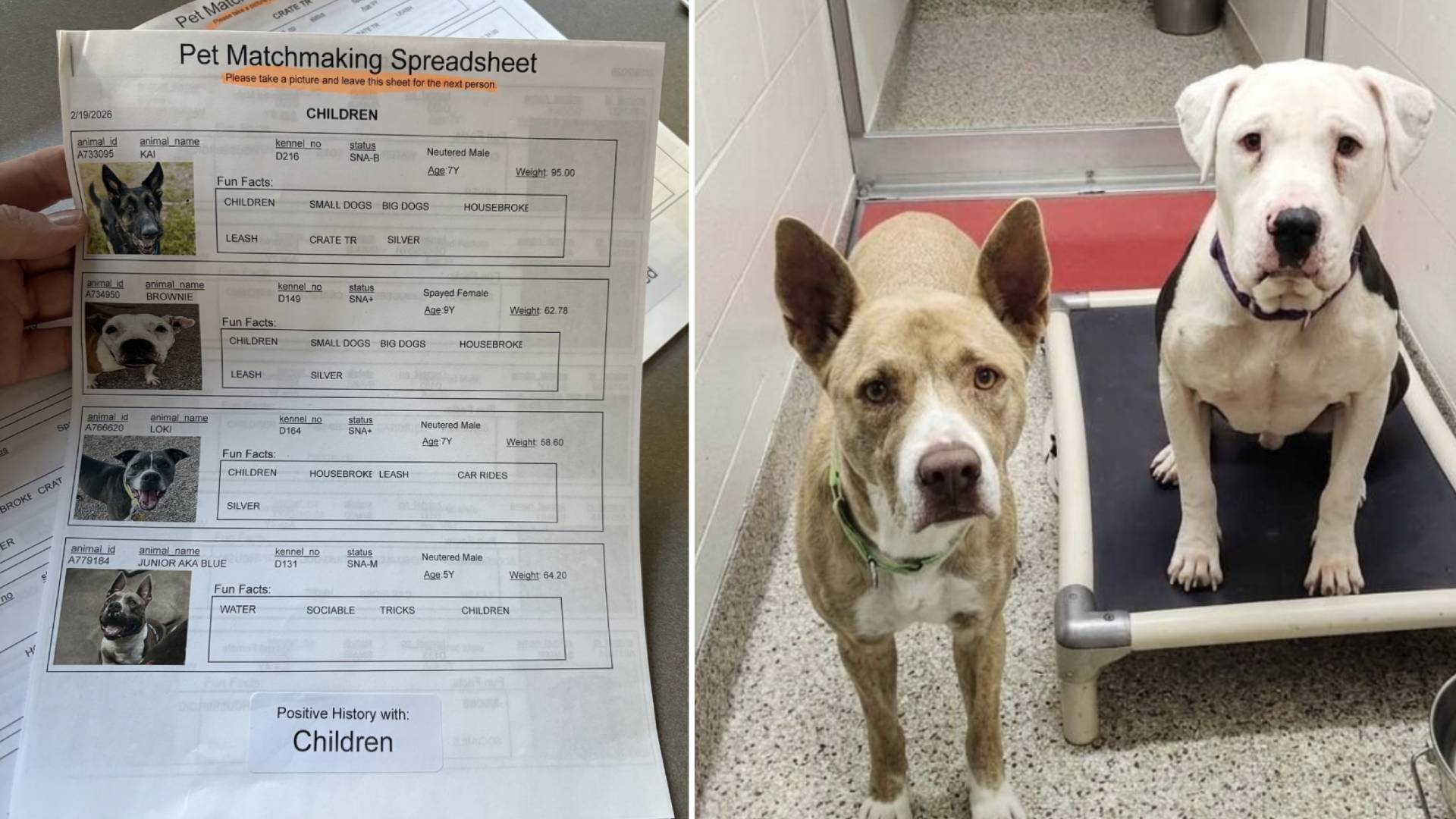 Pima Animal Care Center en Tucson ofrece adopciones gratuitas de perros ...
